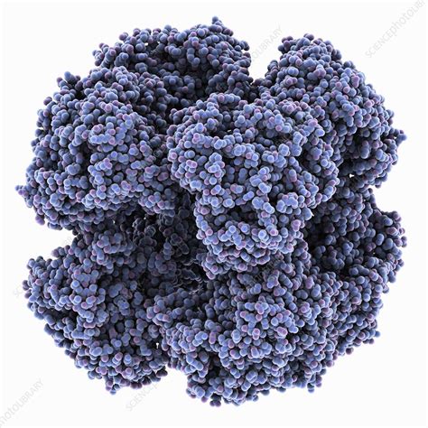 Pyruvate Dehydrogenase Complex Enzyme Stock Image C025 1565 Science Photo Library