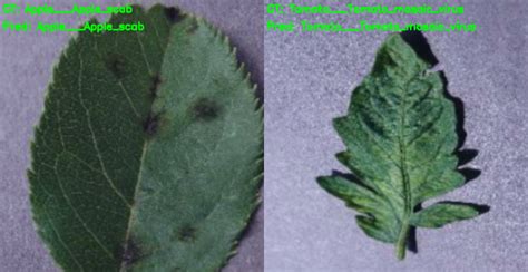 plantvillage dataset disease recognition using pytorch