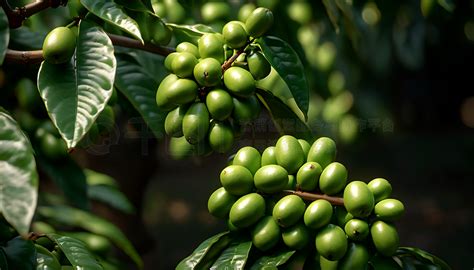 Aiai数字艺术 树上新鲜咖啡豆的摄影 Ai图片免费下载 Png格式 4032像素 编号70704796 千图网