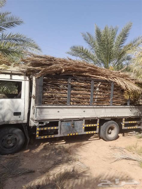 سعف نخيل موقع حراج