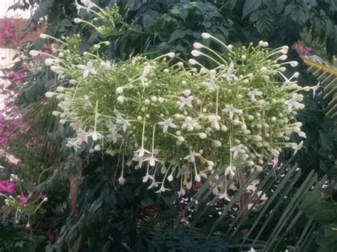 Ecr Green This Is Called Paneer Poo In Tamil Not Facebook