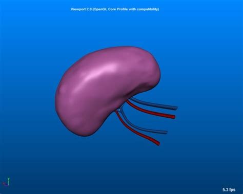 3d Spleen Section Turbosquid 1346323