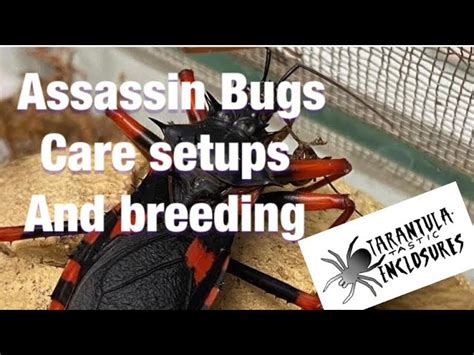 Assassin Bug Habitat Hortson Hunting Wasp Mimic Assassin Bug Zelurus