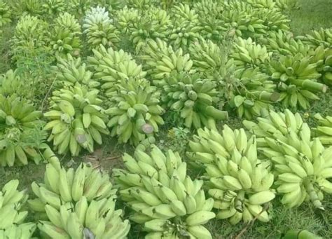 ကျောက်ပန်းတောင်းမြို့နယ် ပုပ္ပားတောင် ပတ်ဝန်းကျင်ကျေးရွာများမှ ထွက်ရှိသည့် ငှက် ပျောများရောင