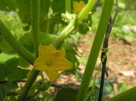 How To Cross Pollinate Cucumber Plants At Leo Bunker Blog