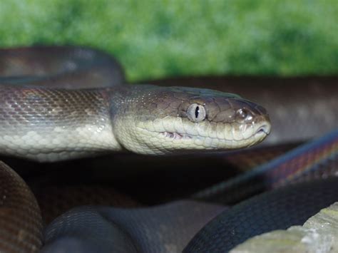 Reptiles And Amphibians Macklots Python Liasis Mackloti Mackloti
