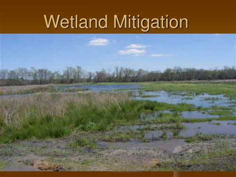 PPT Wetland Mitigation PowerPoint Presentation ID