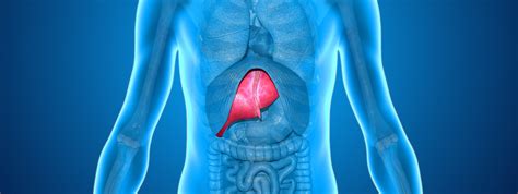 Cirrose Hepatica Humana Os Estágios Da Doença Hepática American