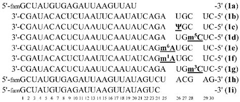 Rna Primer Templates And Products Of Rna Extension Reactions