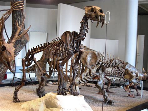 Smilodon Fatalis Fossil