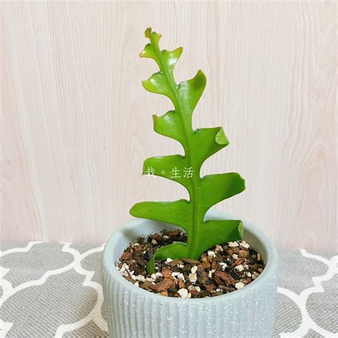 栽生活 鯊魚劍仙人掌 多肉植物 魚骨令箭仙人掌 扦插練習 情人節禮物 室內植物 空氣淨化 蝦皮購物