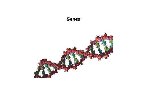 PPT Genes PowerPoint Presentation Free Download ID 3269490