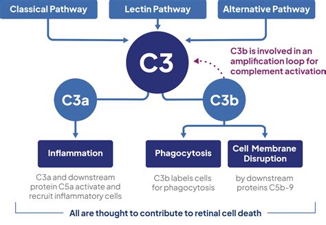 Understanding Complement