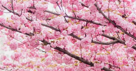 모자를 쓴 힙스터 소녀가 전화로 아름다운 피는 사쿠라 핑크 나무의 사진을 찍고 있다 봄 도시 거리 복사 공간에 서 있는 젊은 세련된 여성의 뒷모습 사진