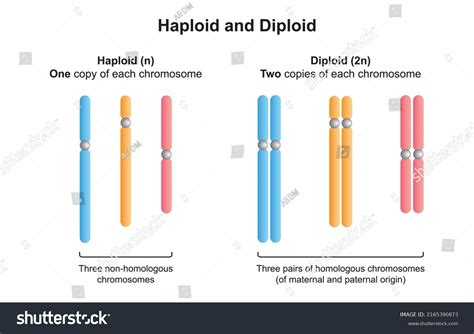 Diploid Chromosomes