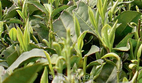 티의 세계 세계의 티 중국 6대 분류의 티 가공 백차 ‘인위를 줄이고 ‘무위의 향미를 담은 백차