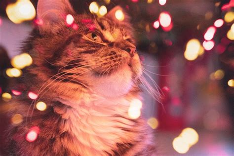 Announcing Nestjs 6 Whats New Trilon Consulting