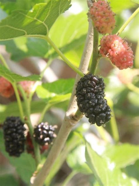 White Mulberry Tree Fast Growing And Raintree Nursery