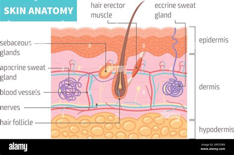 Apocrine Vs Eccrine Sweat Gland