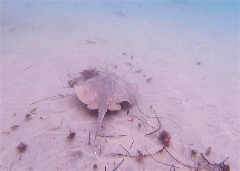 How To Swim With Leopard Sharks In La Jolla Live That Adventure
