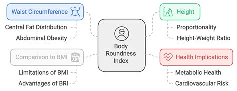 Understanding The Body Roundness Index Bri A Comprehensive Guide To Health And Mortality Risks