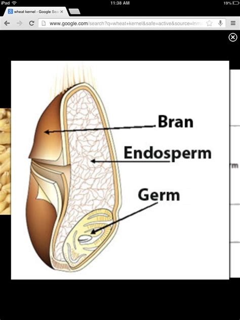 How To Understand Functions Of Ingredients In Baked Goods Bc Guides