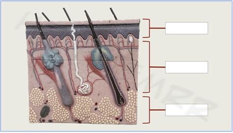 Integumentary System Lab Diagram Quizlet