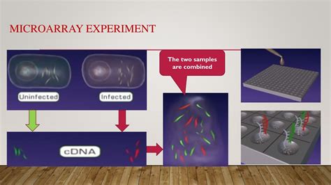 Ppt Microarray Gene Expression Analysis Powerpoint Presentation Free Download Id8997301