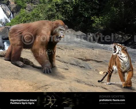 Gigantopithecus • Dinosaurs Pictures And Facts