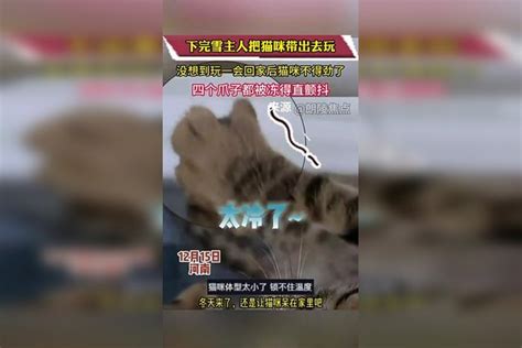 下完雪主人把猫咪带出去玩玩一会回家后猫咪冻得直发抖