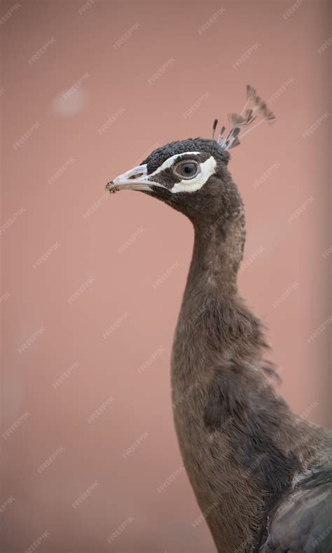 Premium Photo Brown Peacock Wild