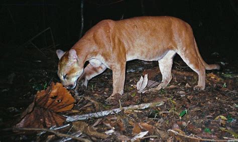 Camera Traps Initiatives Wwf