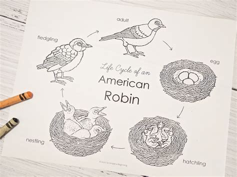 American Robin Life Cycle Pack Homeschool Printable 3 Part Etsy