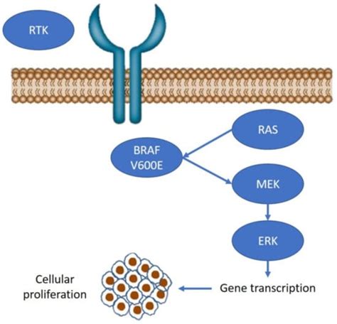 Braf Mutation Colon Cancer Hereditary At Susan Denton Blog