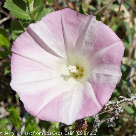 Calystegia Macrostegia Island Morning Glory California Native Seeds