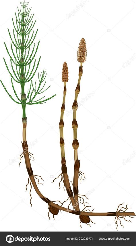 Equisetum Diagram