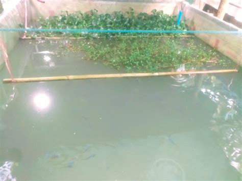 အိမ်နောက်စျေဆိုင်ဝင်ငွေမြိုင် အပိုငွေရ စိုက် မွေး ကြ