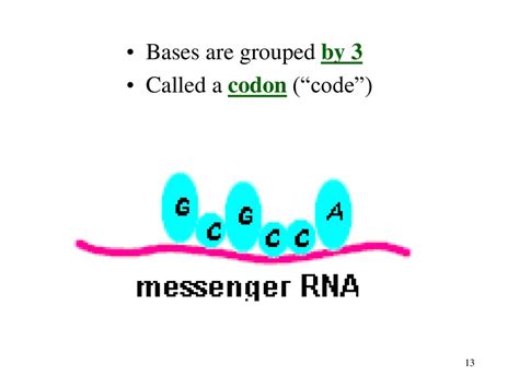 12 3 Rna And Protein Synthesis Ppt Download