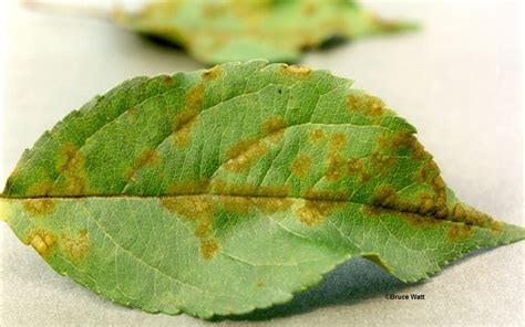 Apple Scab Cooperative Extension Insect Pests Ticks And Plant Diseases University Of