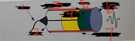 Basic Transducer Anatomy Flashcards Quizlet Basic Transducer Anatomy Flashcards Quizlet