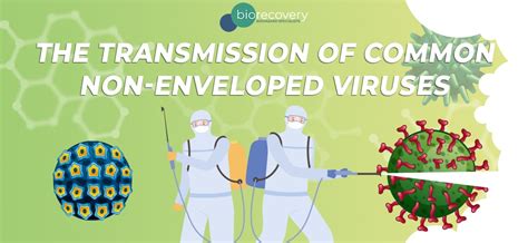 How Non Enveloped Viruses Are Transmitted Bio Recovery
