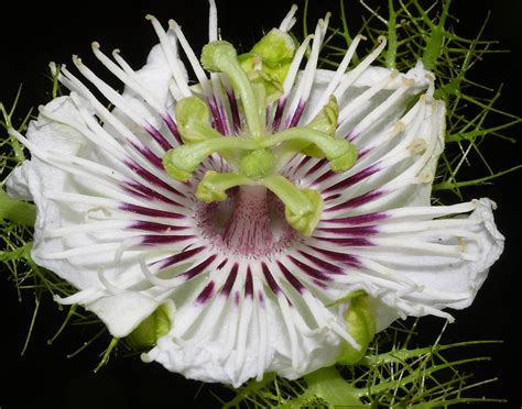 Passiflora Foetida Passifloraceae