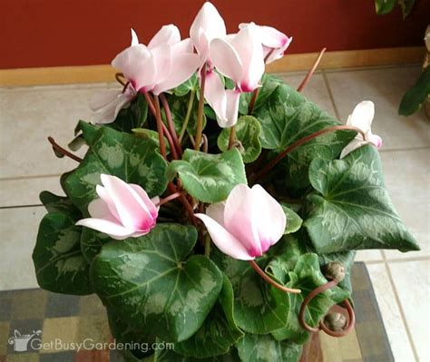 How To Care For Indoor Cyclamen Plants Nebd