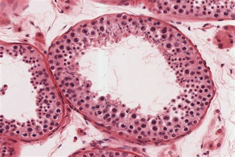 25 Facts About Diglyceride