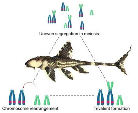 Exploring Chromosomal Polymorphism And Evolutionary Implications In Rineloricaria Lanceolata
