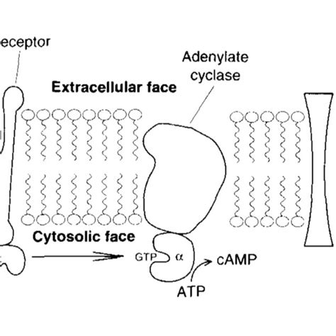 Olfactory Signal Transduction In The Transmembrane Domain Of The Cilia