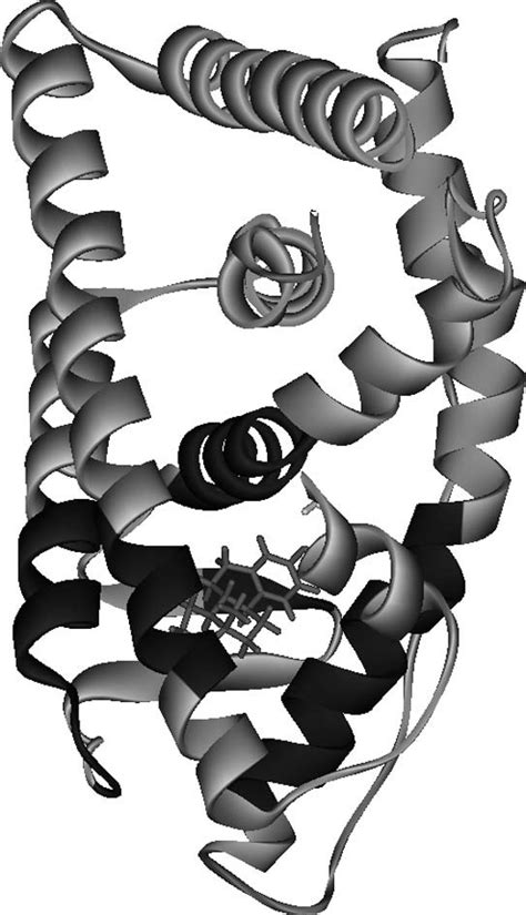 1 The Ribbon Display Of The Estrogen Receptor Ligand Binding Domain Download Scientific Diagram