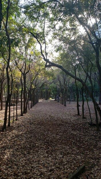 Premium Photo Park Trees