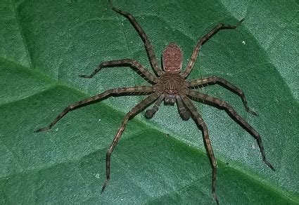 Nativus Gen Nov A New Huntsman Spider Genus From South America