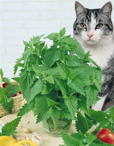A To Z Of Growing Catnip Indoors Catnip Plant Care